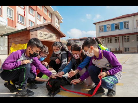 Her okula bir sokak köpeği