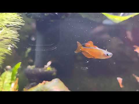 peaceful slow motion fish - YouTube