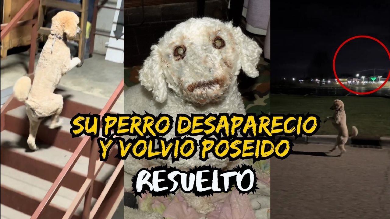 Este perro DESAPARECIÓ 3 Días y Regresó Como un SKINWALKER, el caso del ...