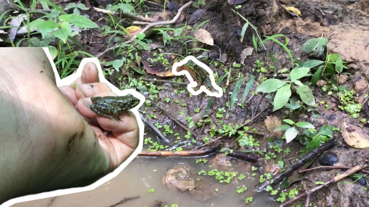 Catching frogs in a tiny puddle - YouTube