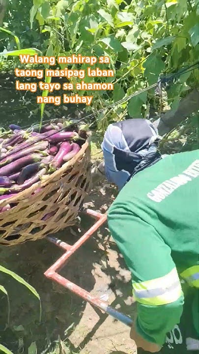 Kaya natin to dong laban lang #ctto #music #nature #farming #garden #harvest #hardwork - YouTube