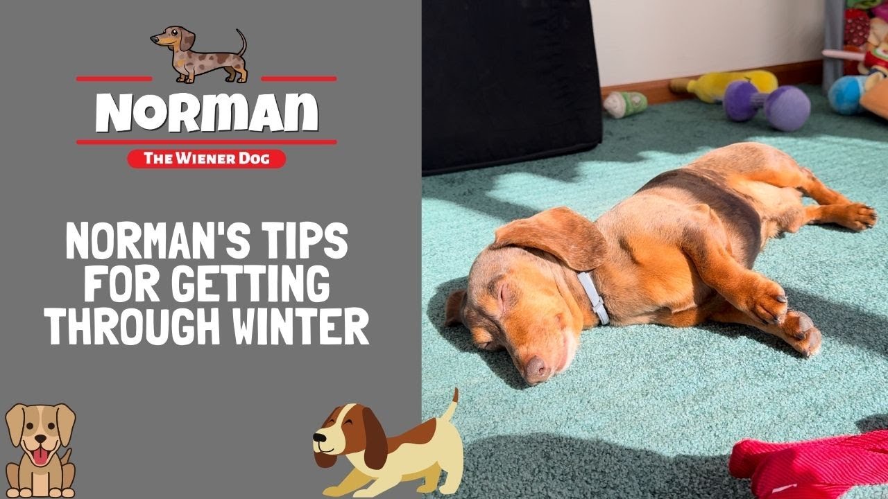 Norman's Tips for Getting Through Winter 🥶 - YouTube