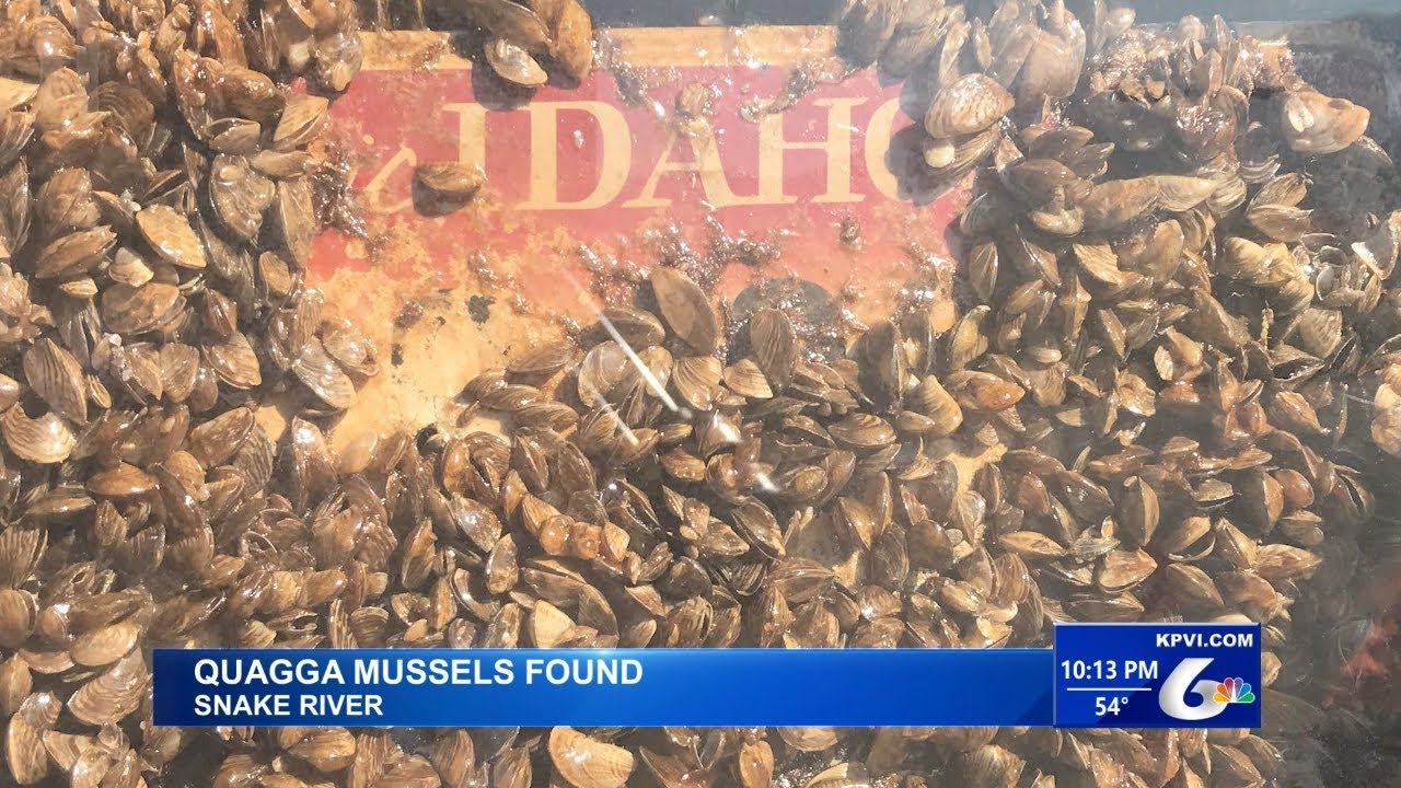 Quagga Mussel Infestation - YouTube