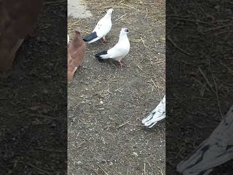 Super goranboy goyercinleri 1