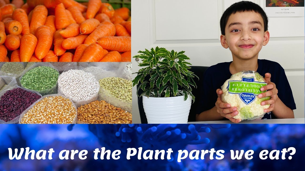 What are the Plant parts we eat? - YouTube