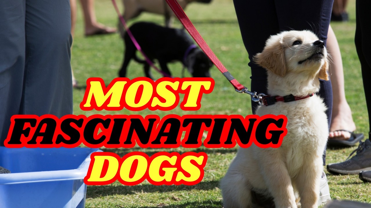 THE MOST FASCINATING DOG BREEDS: FUN FACTS YOU DIDN'T KNOW! - YouTube