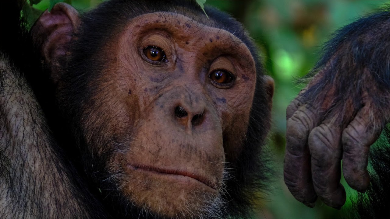 Human Beast: Human Zoo - YouTube