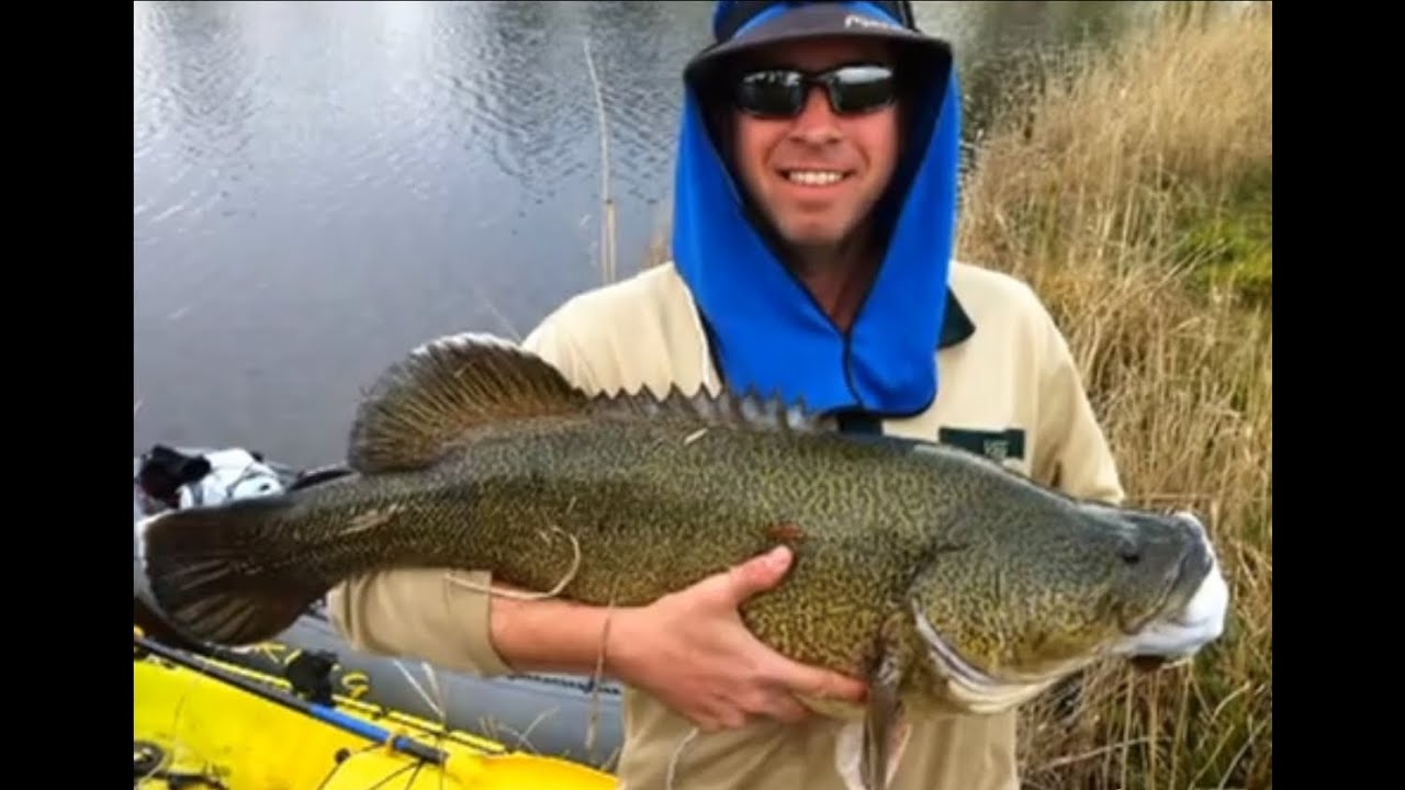 Kayak Fishing for Murray Cod Part 4 - YouTube