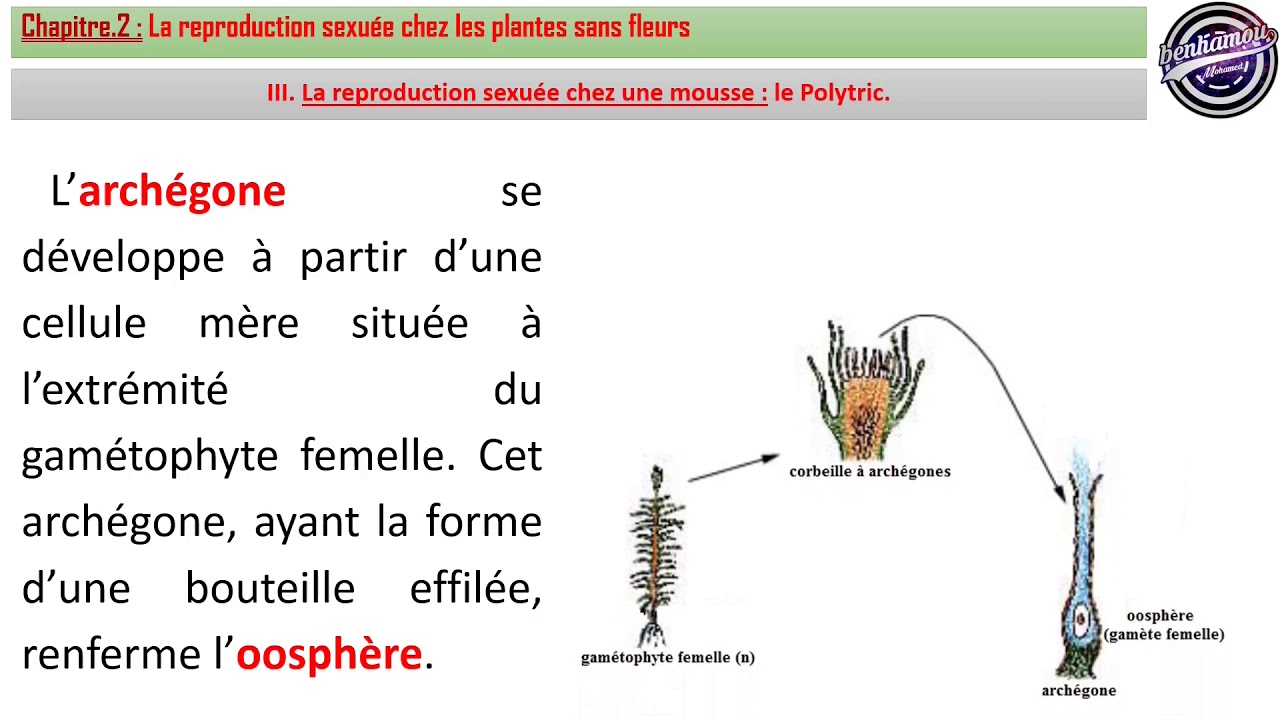 CHAPITRE.2_PARTIE.3 : La Reproduction Chez Les Mousses (Tronc Commun ...