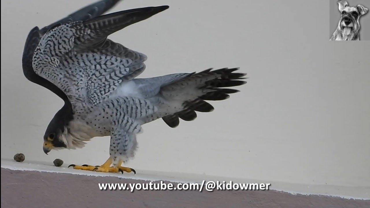 Migratory PEREGRINE FALCON is back in Singapore! - YouTube