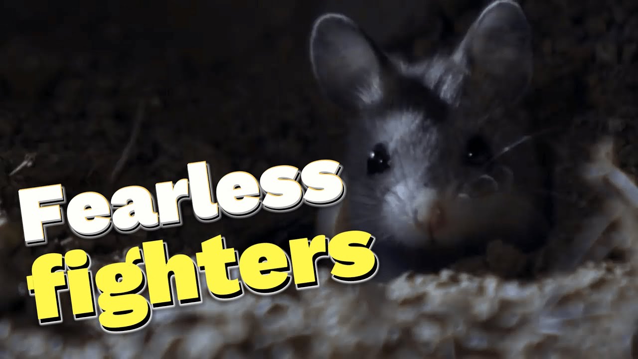 The Predators of the Desert: Discovering the World of Grasshopper Mouse ...