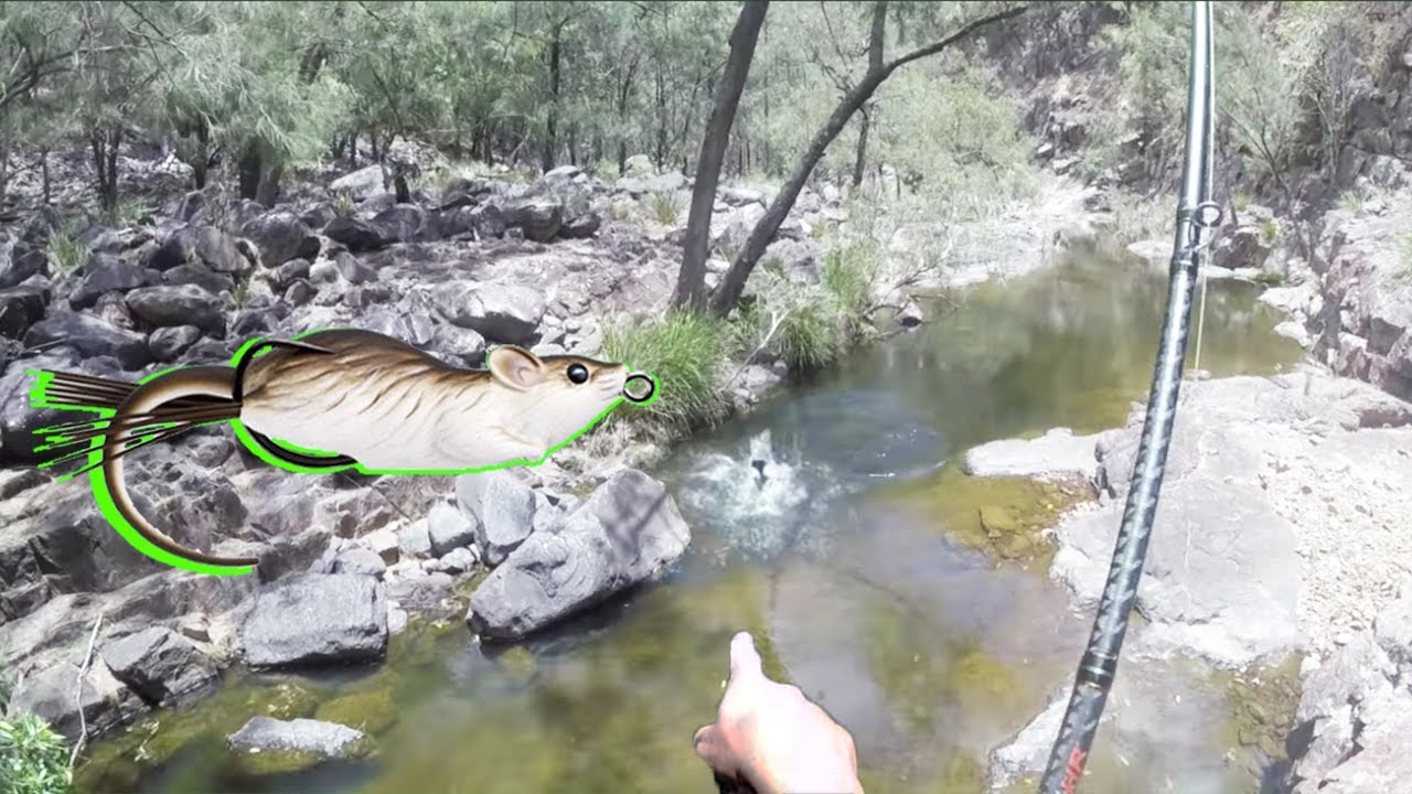 Topwater mouse surface fishing for Murray cod - YouTube