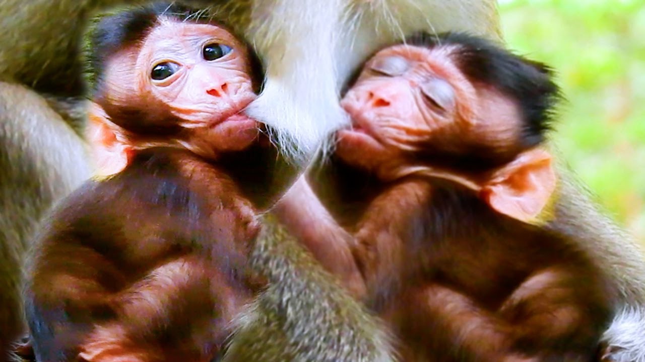How to feeding of Tiny baby monkeys, Rhesus macaque, Macaques, Guenons ...