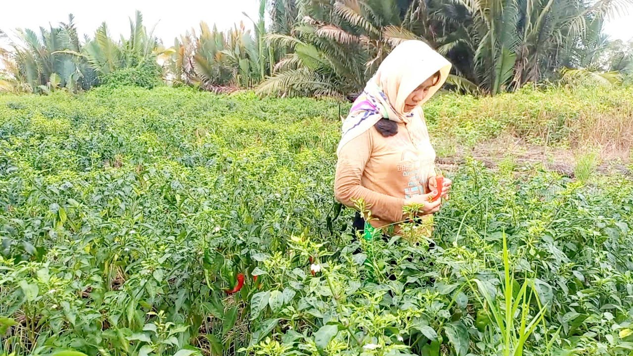 BU UMI PANEN CABE YANG KE LIMA KALINYA - YouTube