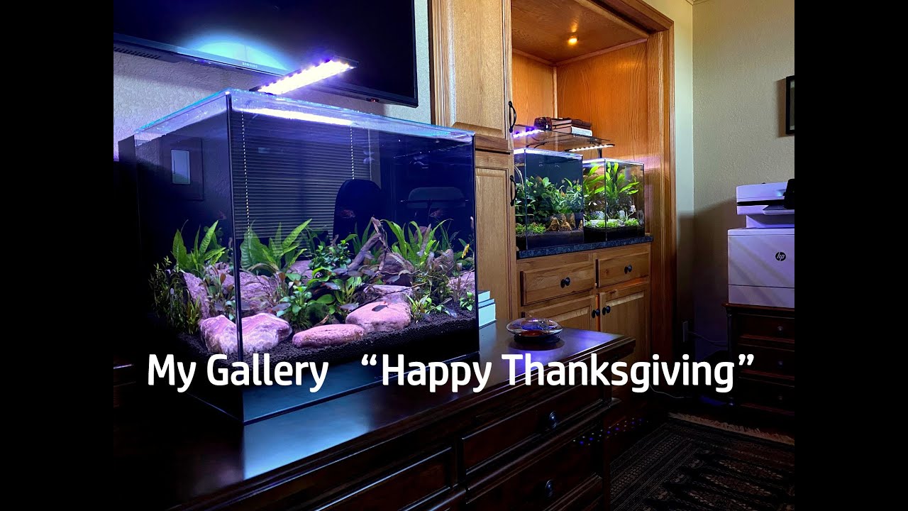 MY FISH ROOM AND GALLERY - “HAPPY THANKSGIVING/ HARVEST" - YouTube