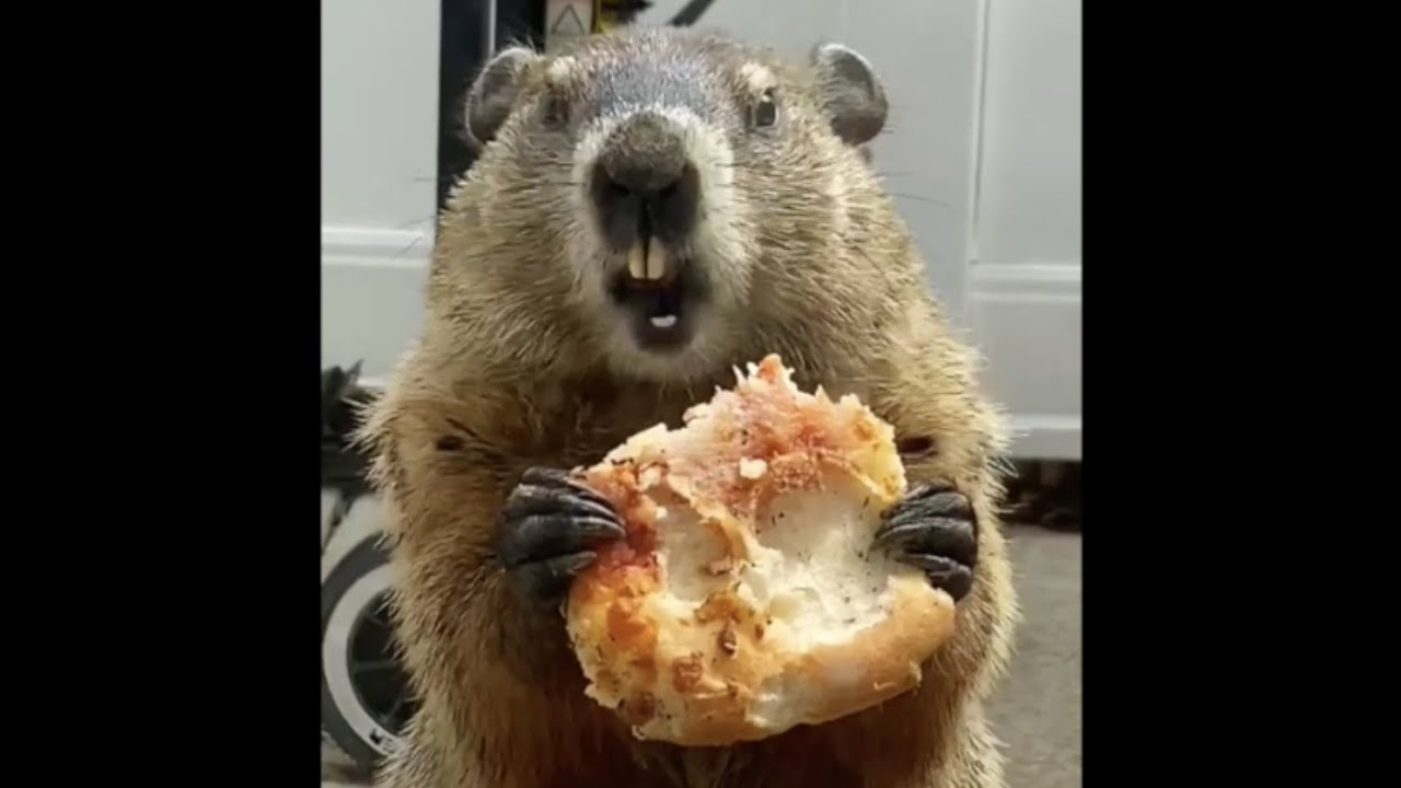Philly Pizza Groundhog Chowing Down On Pizza - YouTube
