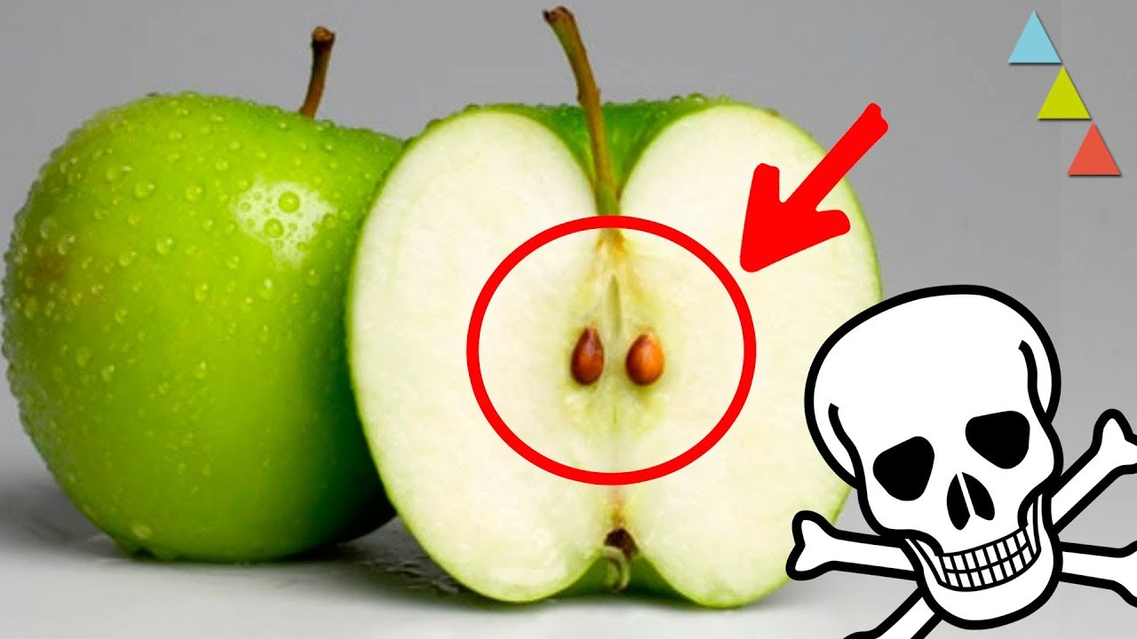 Los venenos naturales más potentes del mundo - YouTube