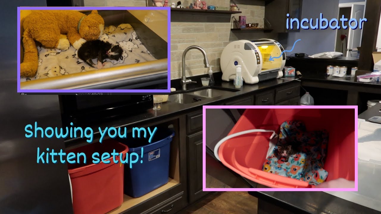 Tour of My Orphan Kitten Space // Best Setups for Newborn Kittens - YouTube