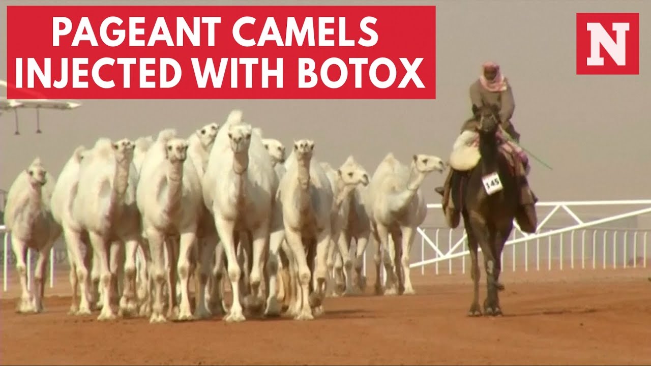 12 Camels Disqualified From Beauty Contest For Receiving Botox ...