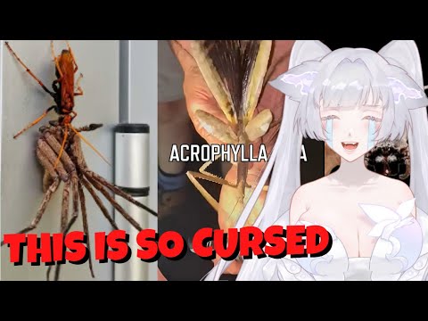 AUSTRALIA IS TERRIFYING!? | More Parz Reaction - YouTube