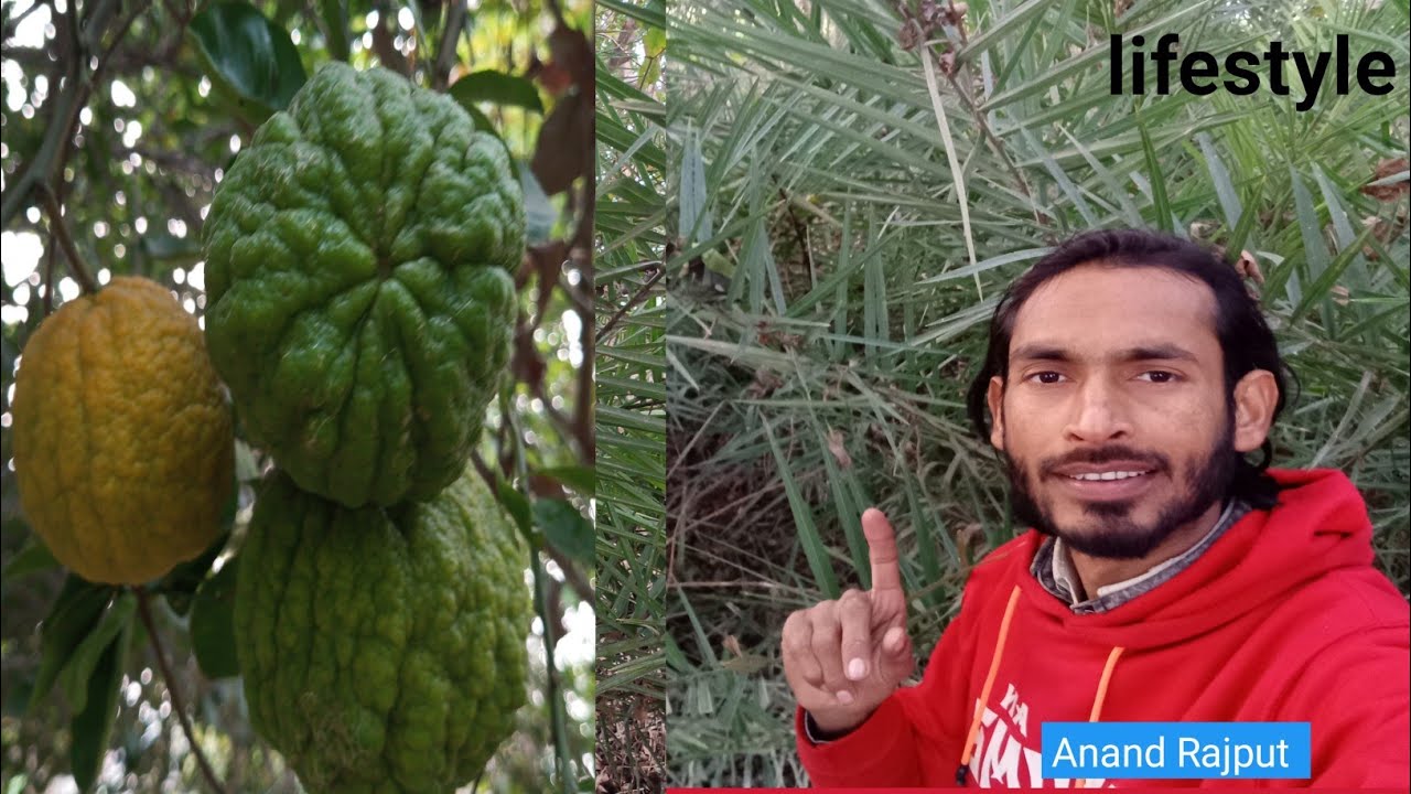 यूपी में खजूर के पेड़ | Tree | Anand Rajput #lifestyle #viralvideo# ...