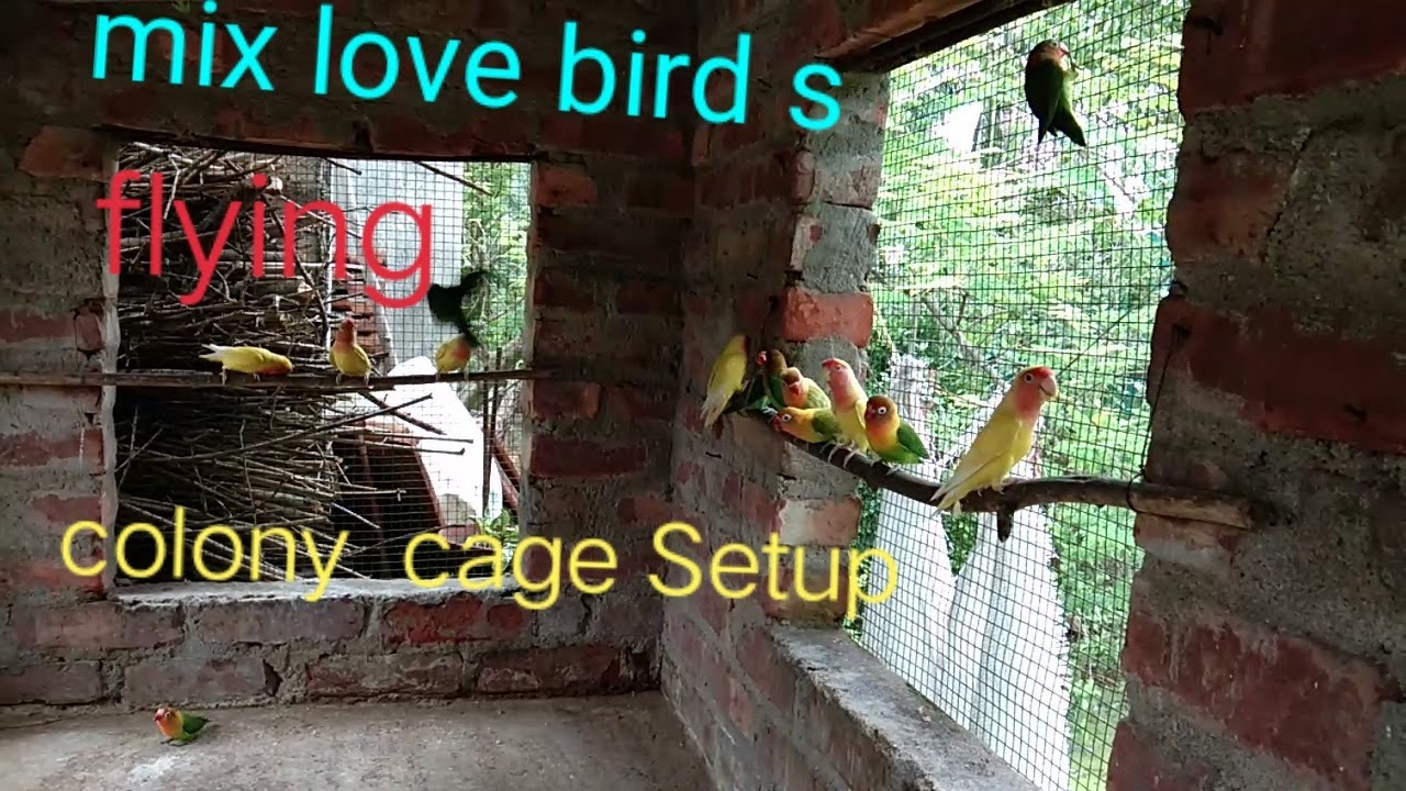 Love bird.s flying colony cage flying Setup - YouTube