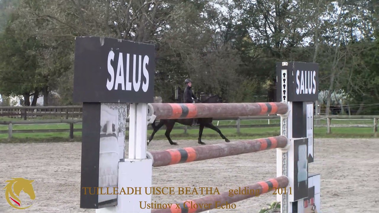 Tuilleadh Uisce Beatha, Ustinov x Clover Echo, gelding, °2011, Belgian ...