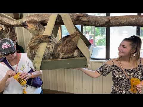 Feeding sloths - YouTube