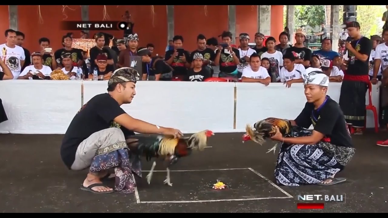 NET. BALI - SABUNG AYAM UNIK - YouTube