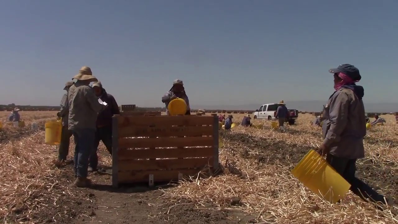 Tapeo De Ajo En California - YouTube