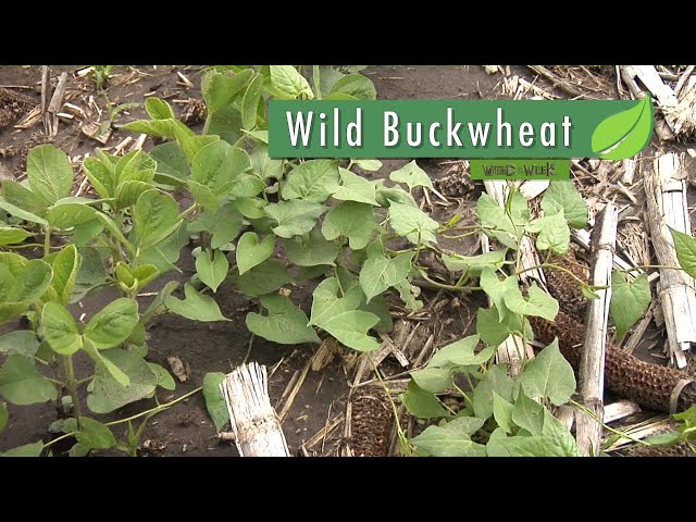 Wild Buckwheat Plant