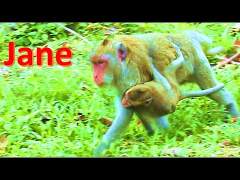 jane monkey update , 6/17/2020 , Jane monkey today - YouTube