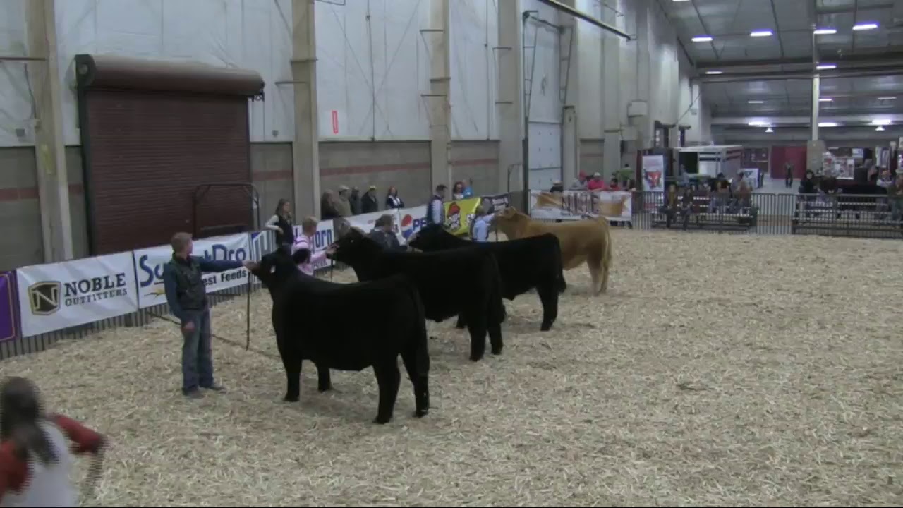 NILE: Jr. Fed Steer Show - YouTube