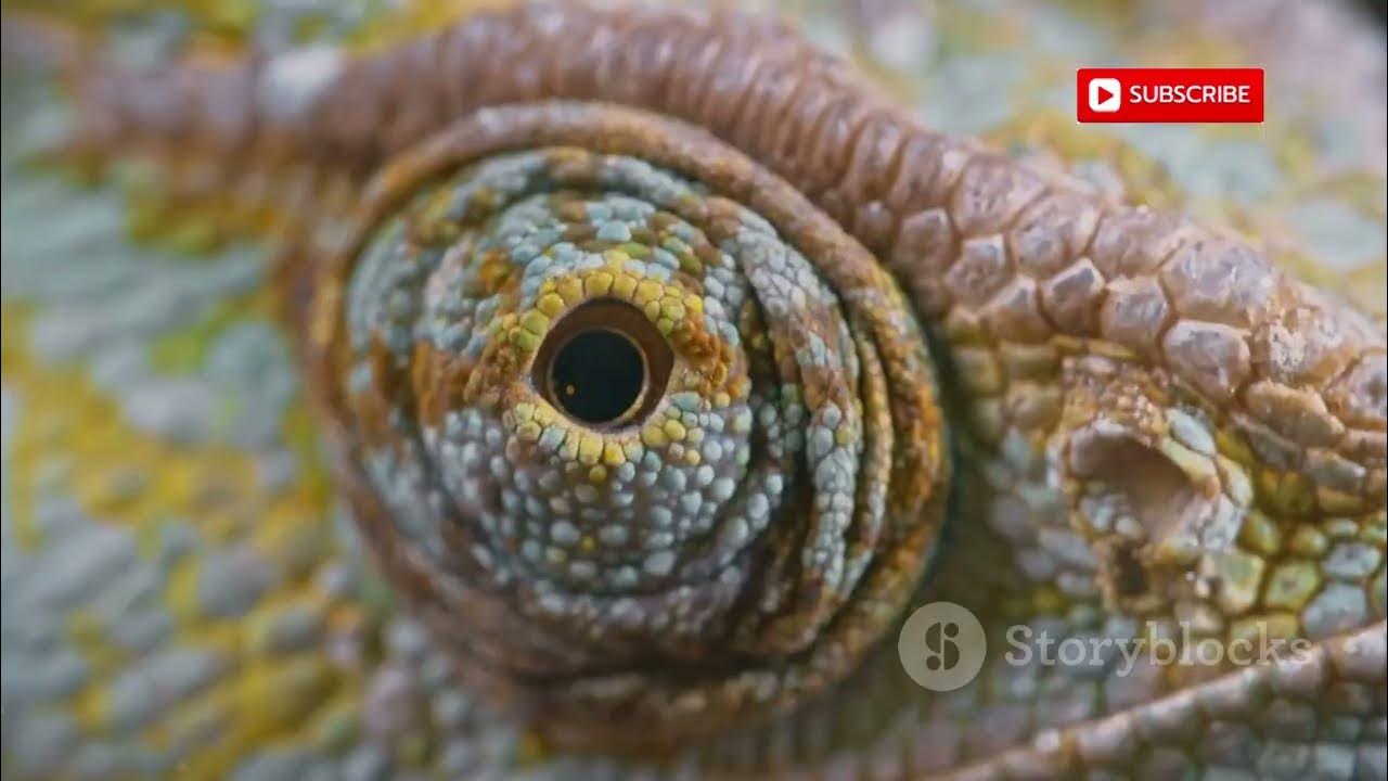 Incredible Animal Adaptations (Part 2) - YouTube