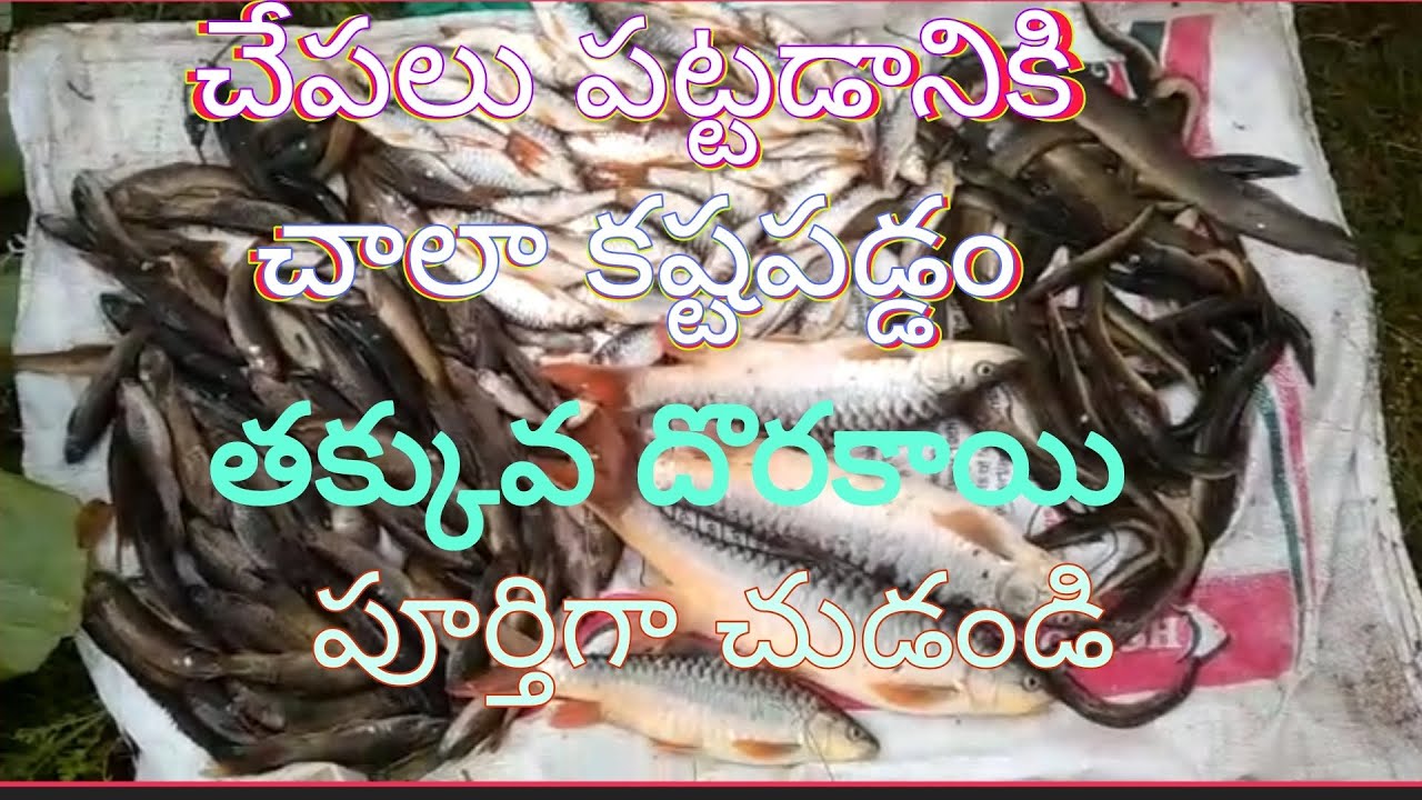 ma kaaluva chepalu chala andhanga vuntayi chudandi👌👌#cvl gkvidhi - YouTube