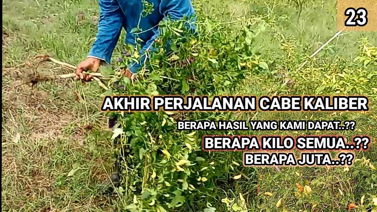 CABE KALIBER EPISODE TERAKHIR TOTAL 22 X PETIK DAPAT BERAPA YouTube