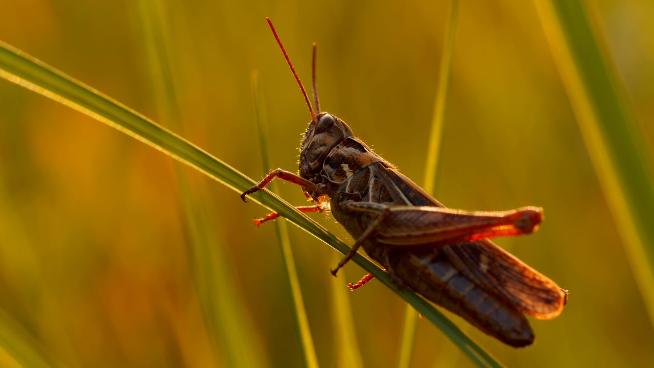 Day 8: Grasshoppers have ears on their bellies. - YouTube