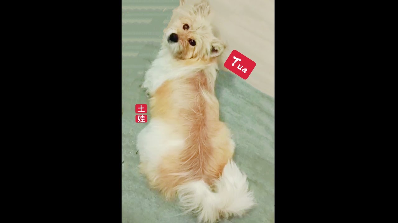 The Story of a Chinese Homeless Dog 中国流浪狗狗到美国 #homelessdogs # ...