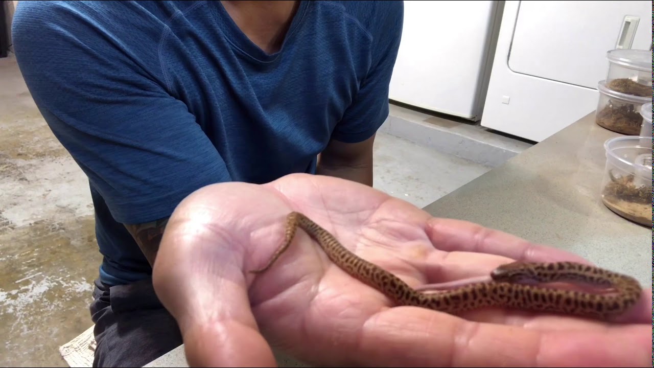 So you wanna breed Anthill Pythons??? - YouTube