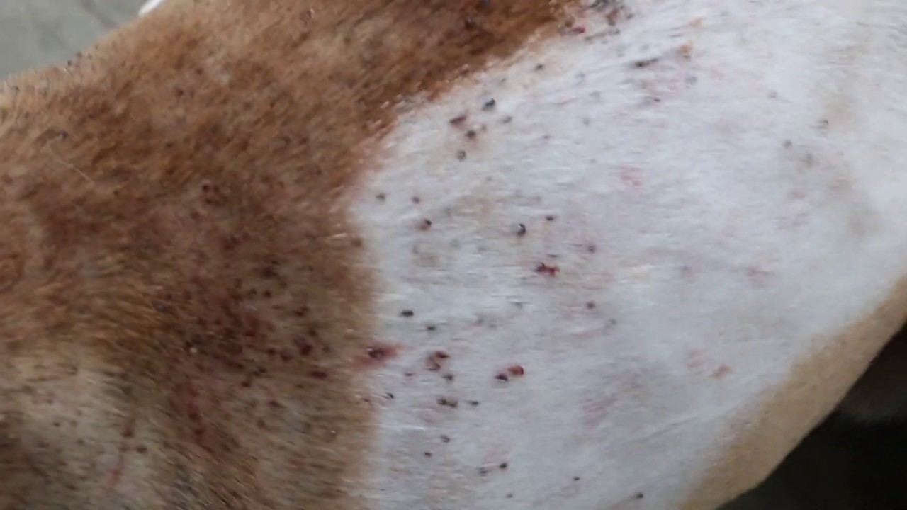 A Jack Russell has thousands of ticks embedded in his skin - YouTube