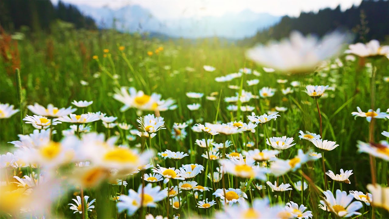 🌞 Begin Your Day with the Positive Energy of Healing Spring Nature ...