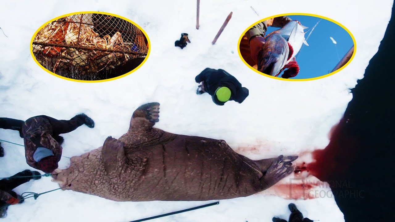 The Hardy Life Of Alaska Natives, Hunting Walruses, Fishing For Tuna ...