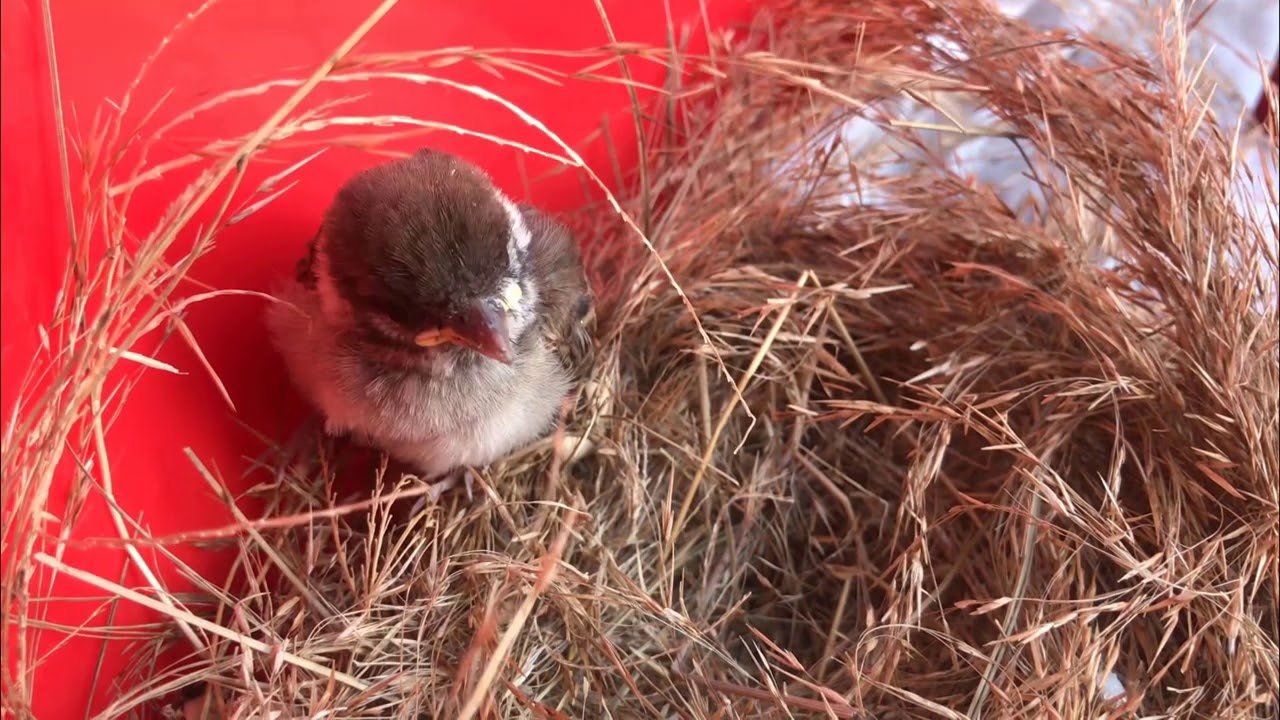 tiếng chim sắc ô non/tiếng chim non - YouTube