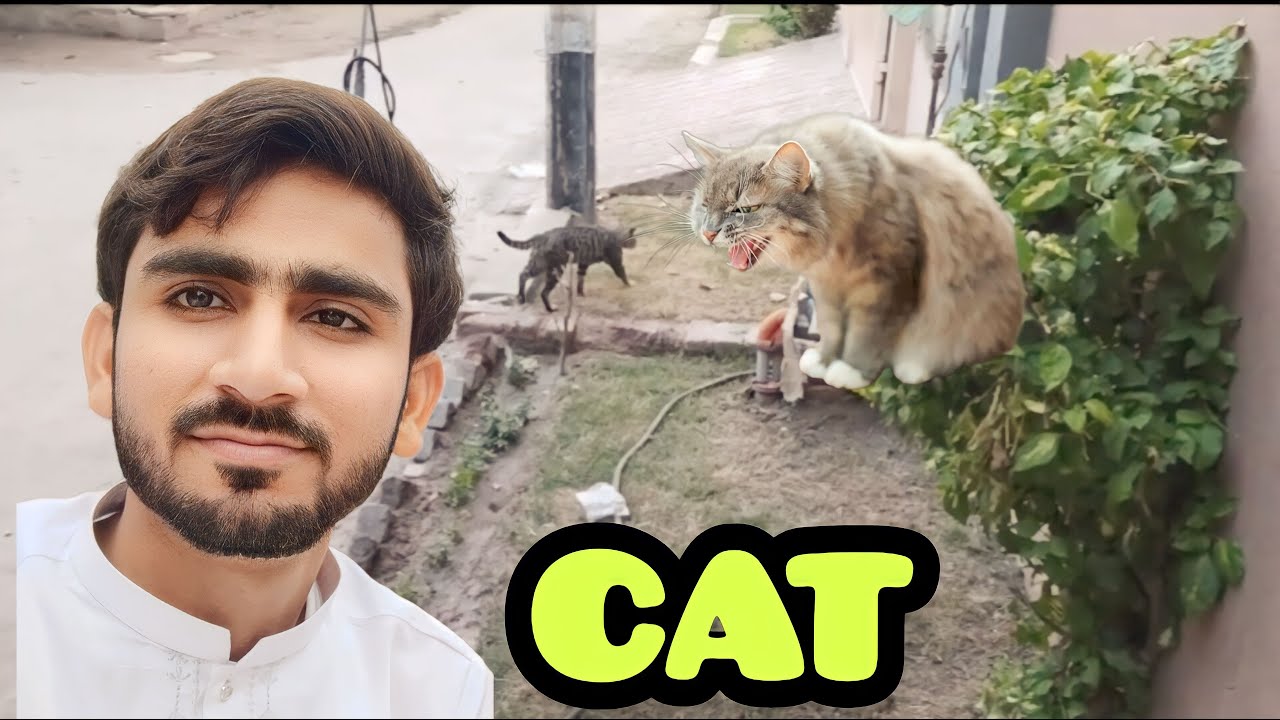 Big Cat attack on me (pet) animal First Short mini vlog on YouTube channel new account - YouTube