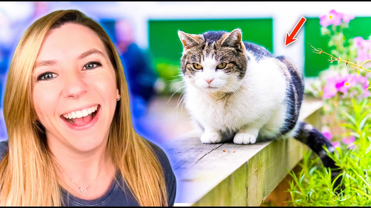 The Cat Who Became a School's First Four -Legged Teaching Assistant ...