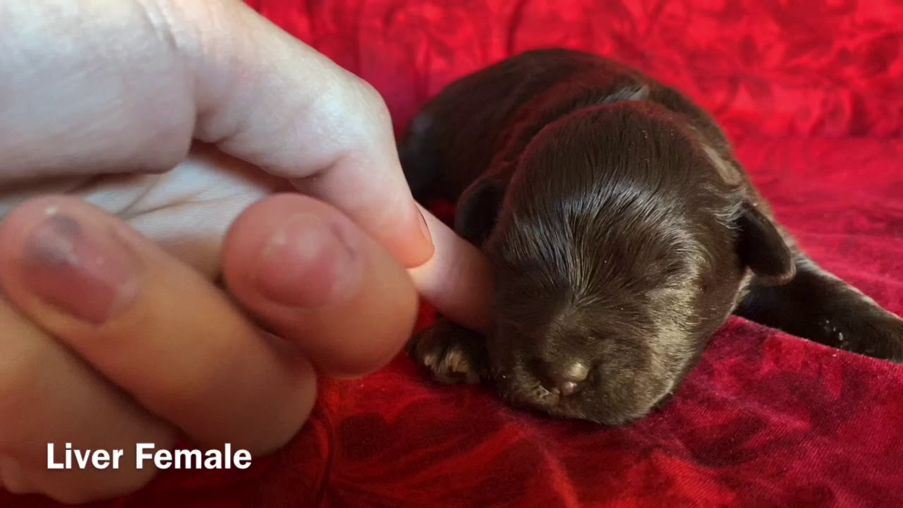 Oreo & Denver Litter - YouTube