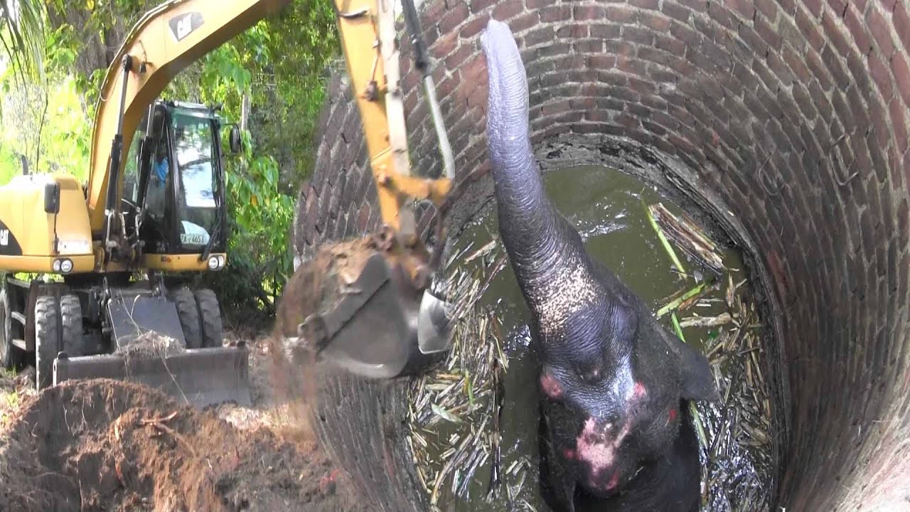 The wild elephant fell down to an unsafe well. Rescue an elephant in ...