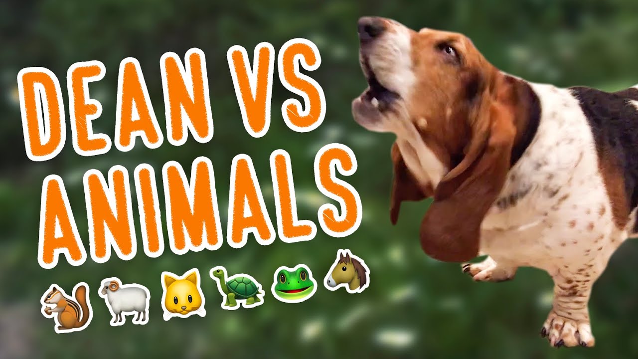 Dean vs. animals!! 🐱 - YouTube