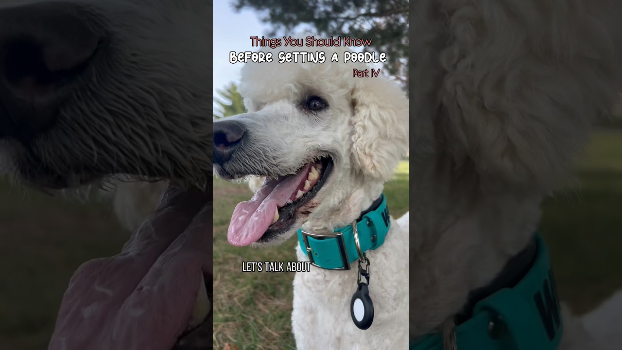 Things You Should Know Before Getting a Poodle Part IV - Common Health ...