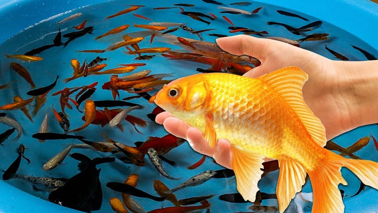 Tiger Barb Betta Ram Cichlid Guppy Koi Carp Fish Ping Pong Pearlscale ...